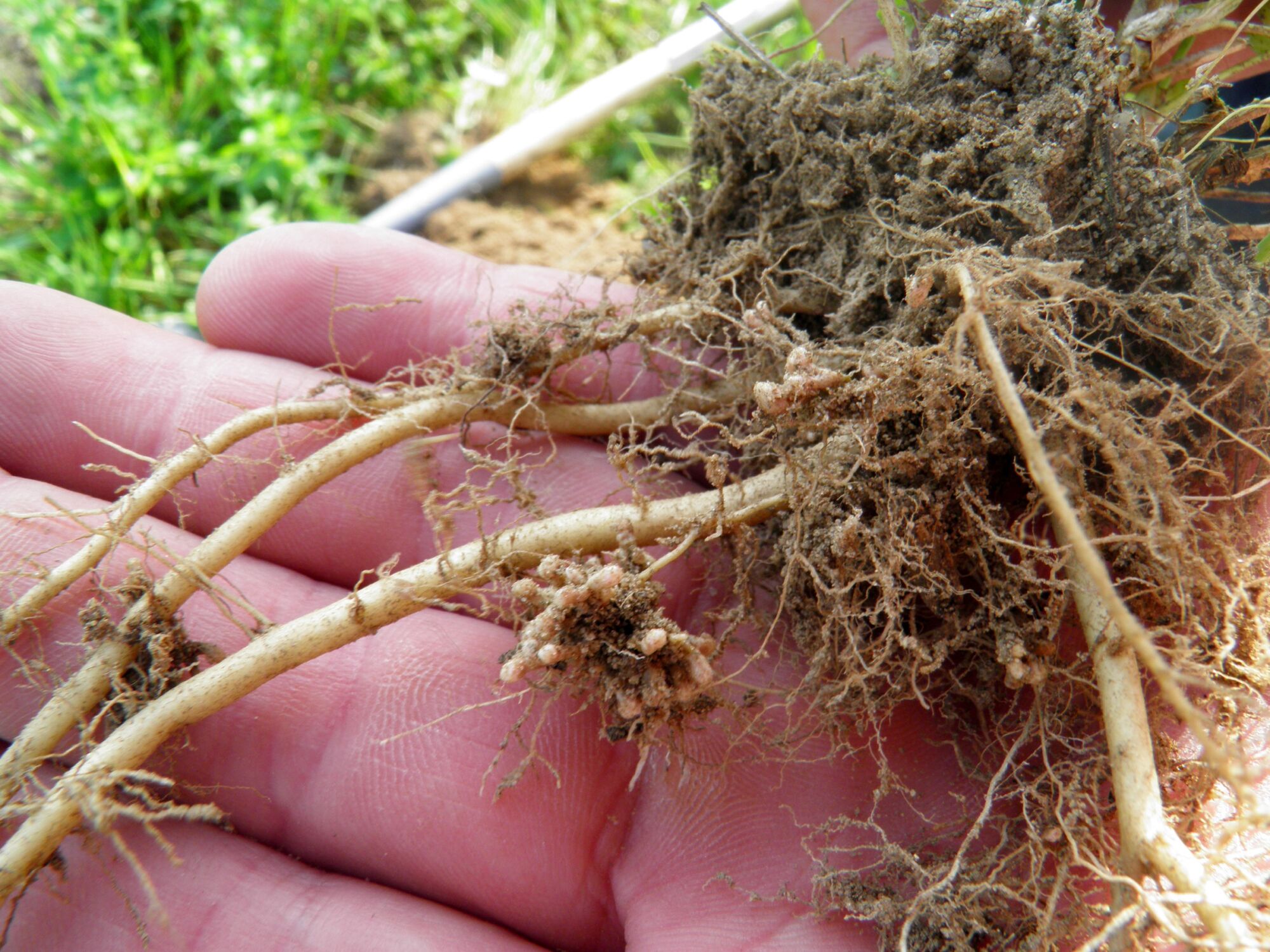 Grasklaver: Onderzoeks-ervaringen op een rij – V-focus