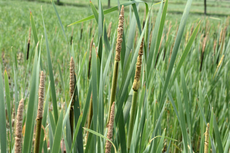 Lisdodde op de grens van boer en natuur – V-focus
